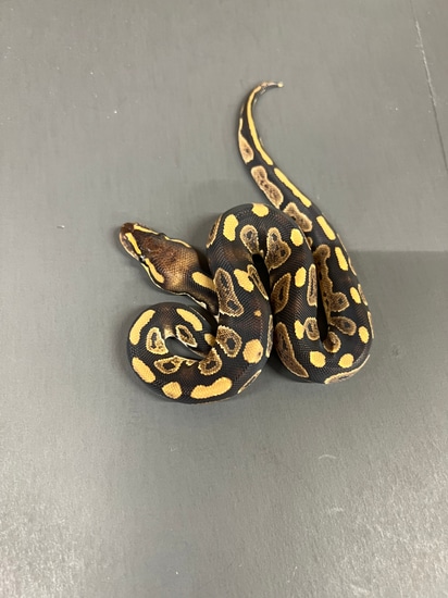 Chocolate 100% Het Pied Ball Python by Pirate Pythons