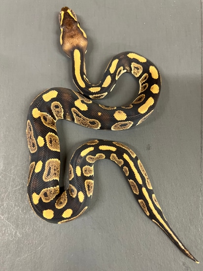 Chocolate 100% Het Pied Ball Python by Pirate Pythons