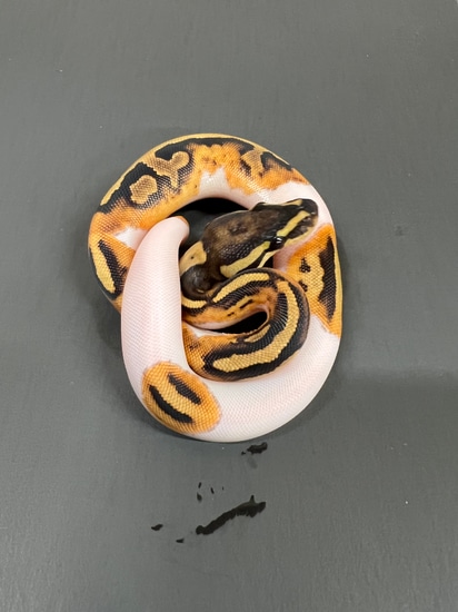OD Enchi Pied Ball Python by Pirate Pythons - MorphMarket