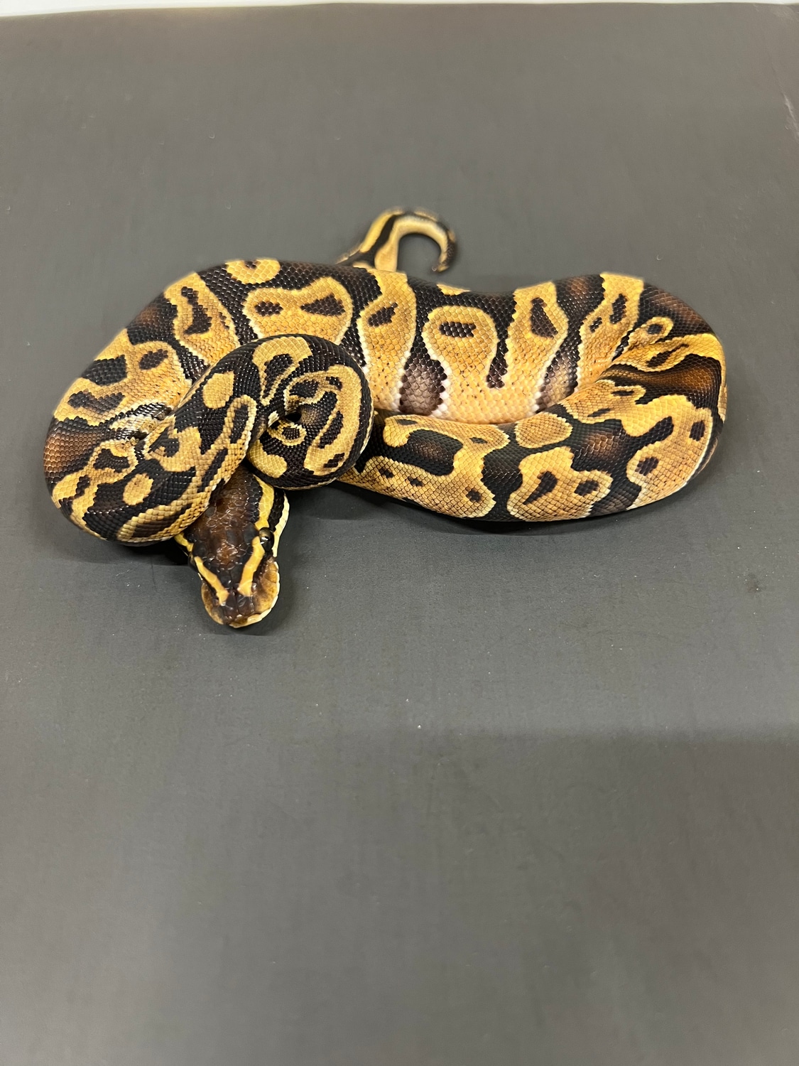 OD Enchi 66% Het Pied Ball Python by Pirate Pythons - MorphMarket