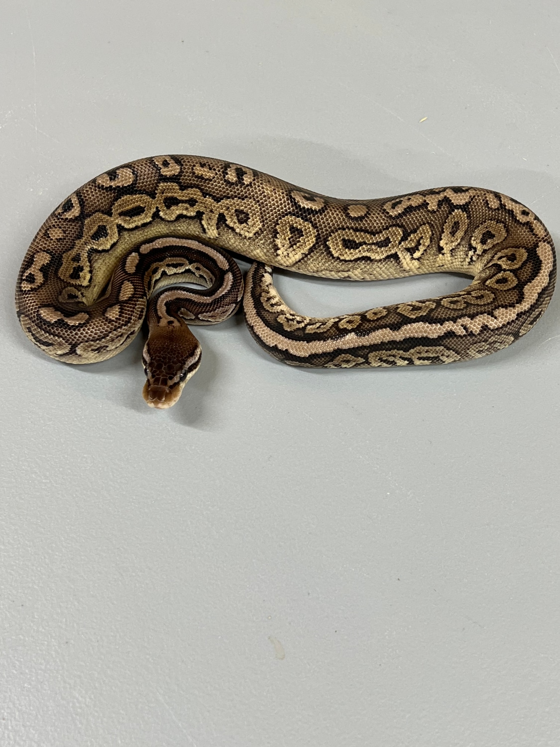 Pewter Het Pied Ball Python by Pirate Pythons - MorphMarket