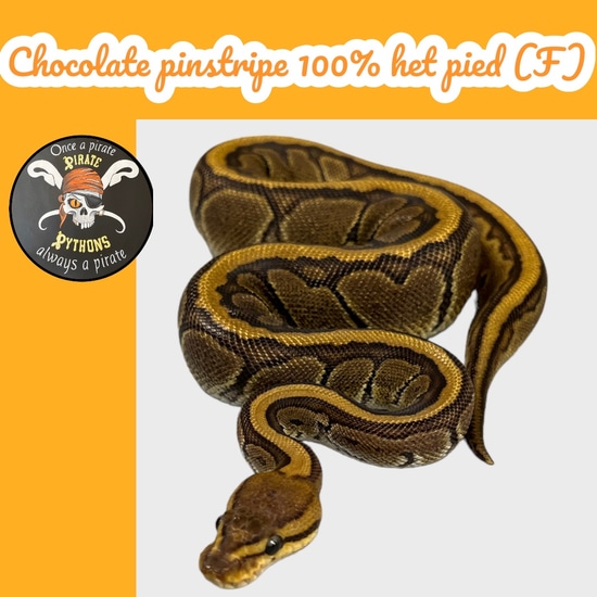Chocolate Pinstripe 100% Het Pied Ball Python by Pirate Pythons