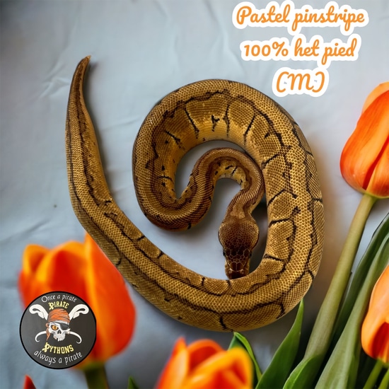 Lemon Blast 100% Het Pied Ball Python by Pirate Pythons