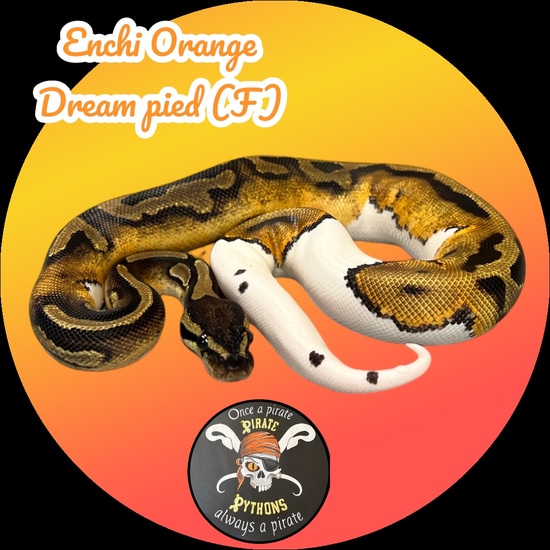 OD Enchi Pied Ball Python by Pirate Pythons