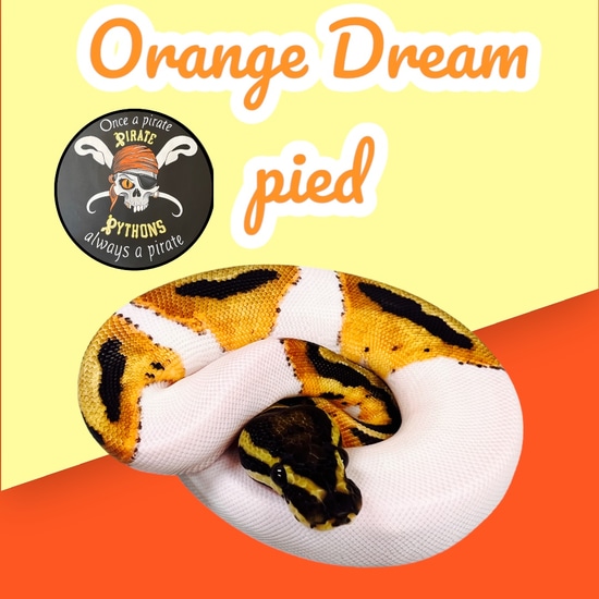 OD Pied Ball Python by Pirate Pythons