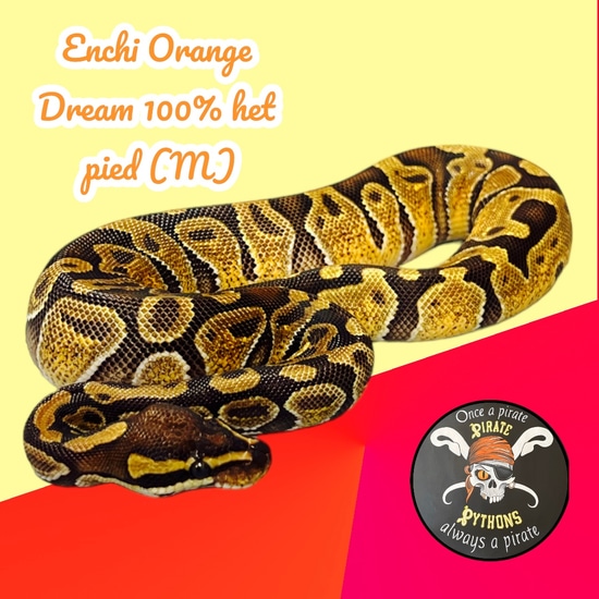 OD Enchi 66% Het Pied Ball Python by Pirate Pythons