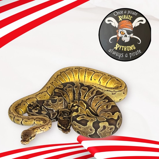 Lemonblast Het Pied/Enchi OD Het Pied Ball Python by Pirate Pythons