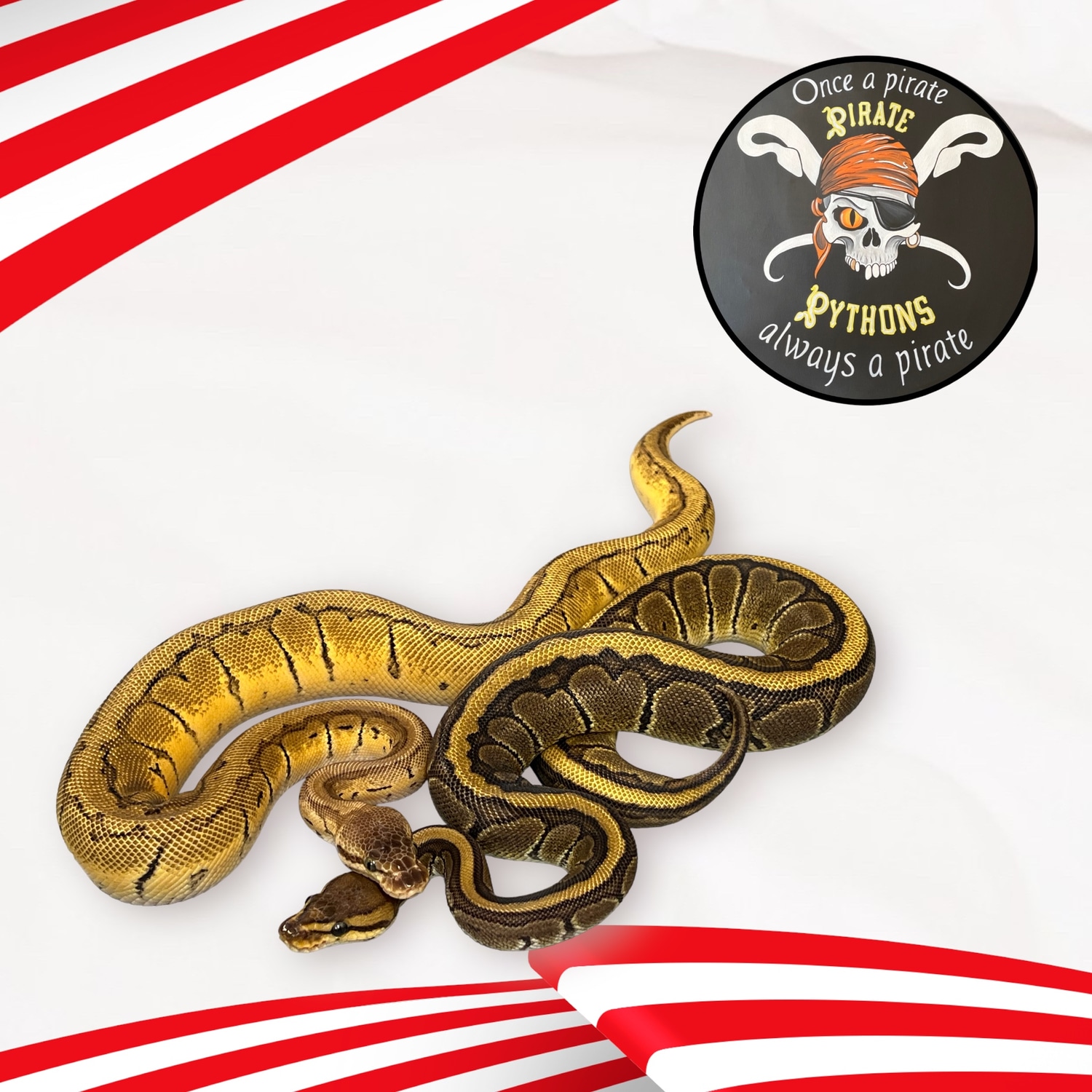 Chocolate Pinstripe Het Pied/lemonblast Het Pied Ball Python by Pirate ...