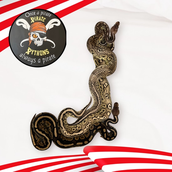 Pewter Het Pied/cinnamon Het Pied Ball Python by Pirate Pythons