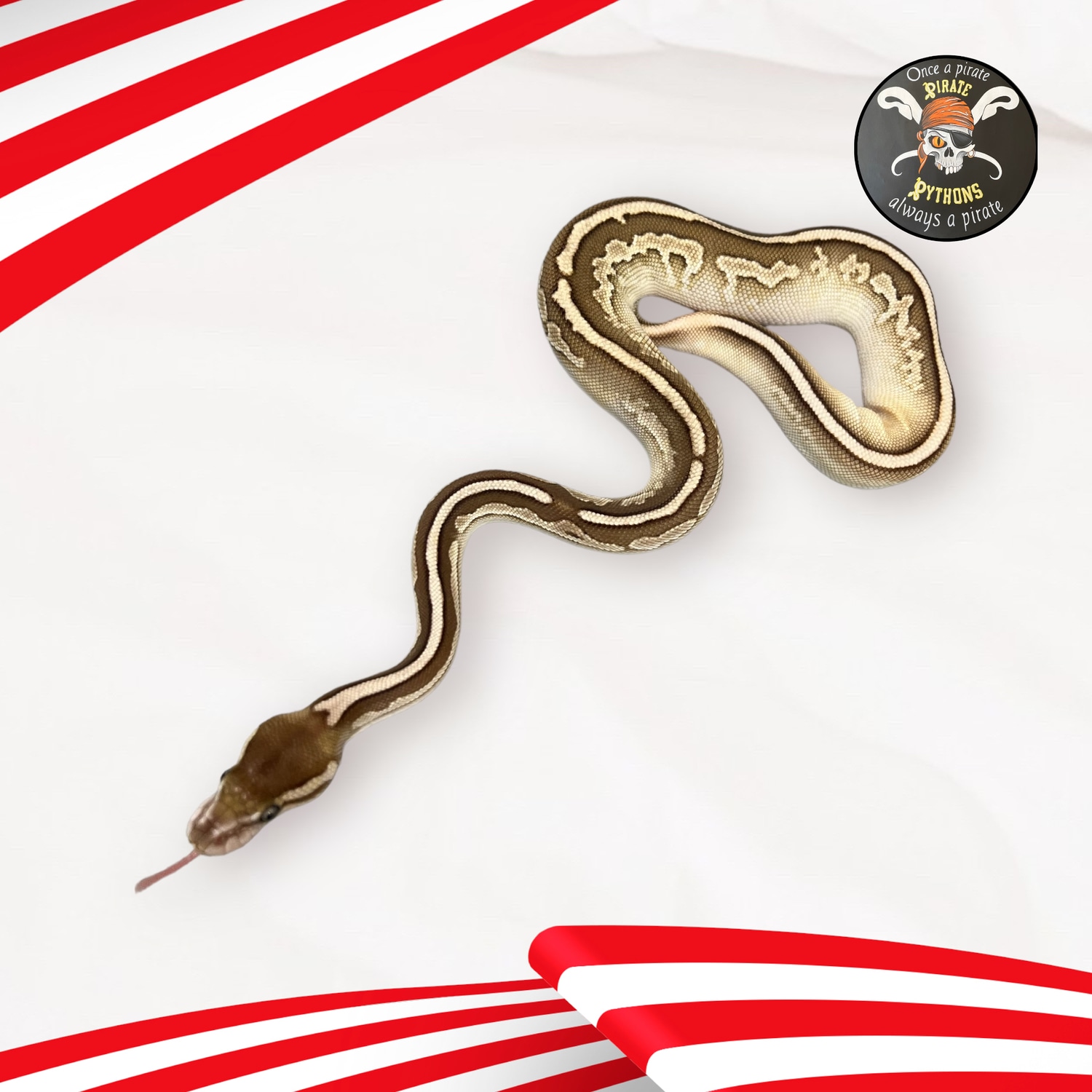 Cinnamon Lesser Het Pied (Shipping Included) Ball Python by Pirate ...