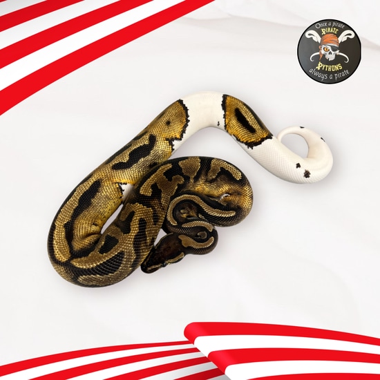 Enchi Pied Ball Python by Pirate Pythons