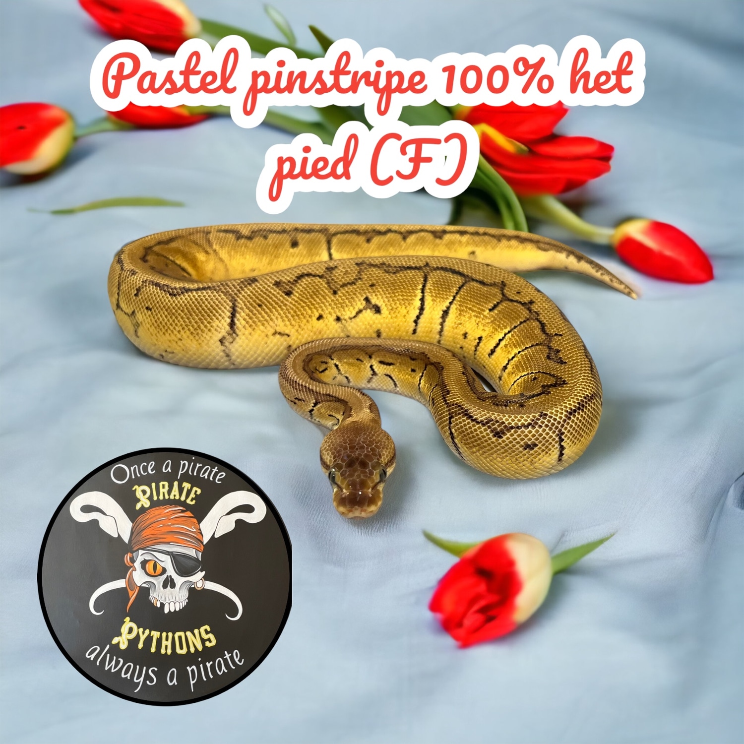 Pastel Pinstripe Het Pied (Shipping Included) Ball Python by Pirate ...