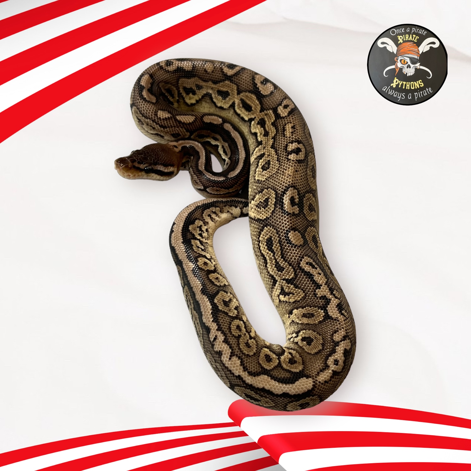 Pastel Cinnamon Het Pied (Shipping Included) Ball Python by Pirate ...