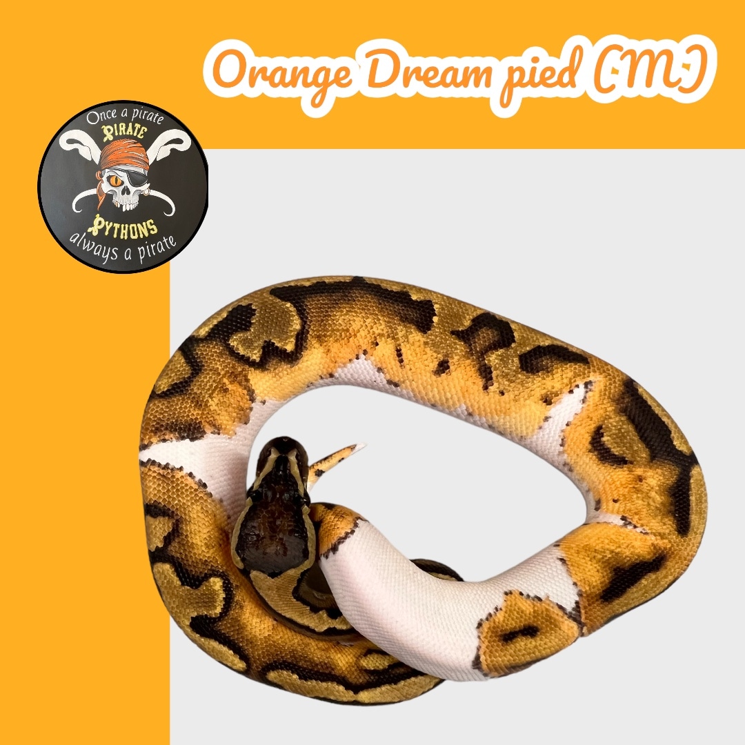 OD Pied (Shipping Included) Ball Python by Pirate Pythons - MorphMarket