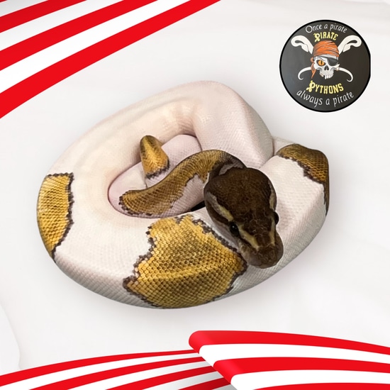 Mojave Red Stripe Pied Ball Python by Pirate Pythons