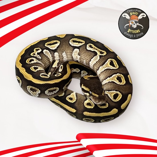 Mojave Red Stripe Het Pied Ball Python by Pirate Pythons