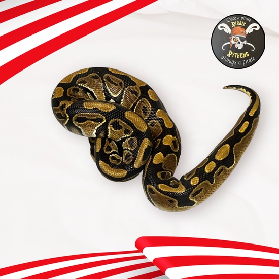 Red Stripe Het Pied Ball Python by Pirate Pythons