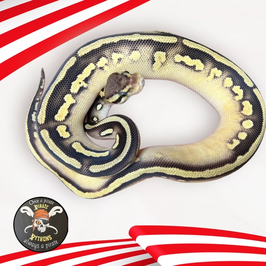 Pastel Mojave Het Pied (F) Ball Python by Pirate Pythons