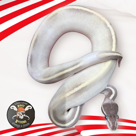 Mojave Phantom Het Pied Ball Python by Pirate Pythons