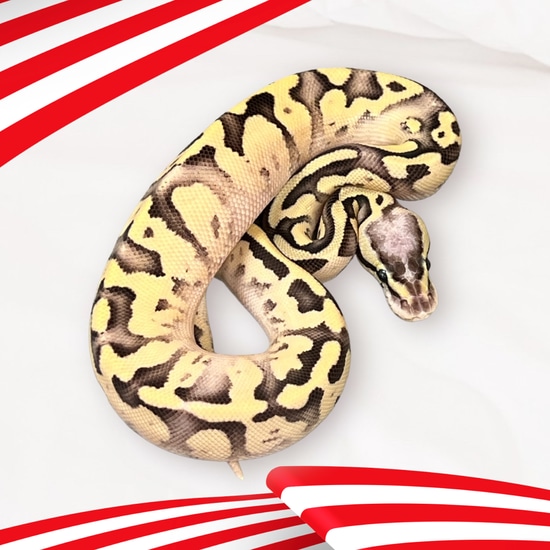 1.0 OD Superfly Het Pied Ball Python by Pirate Pythons