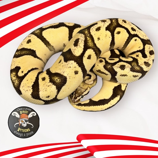 OD Pastel Fire Pos Het Pied Ball Python by Pirate Pythons