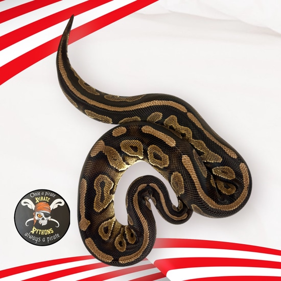 Cinnamon 100% Het Pied Ball Python by Pirate Pythons