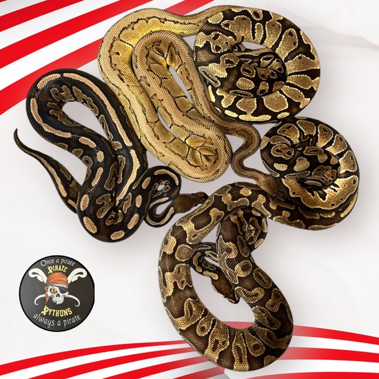 5 Animals Ball Python by Pirate Pythons