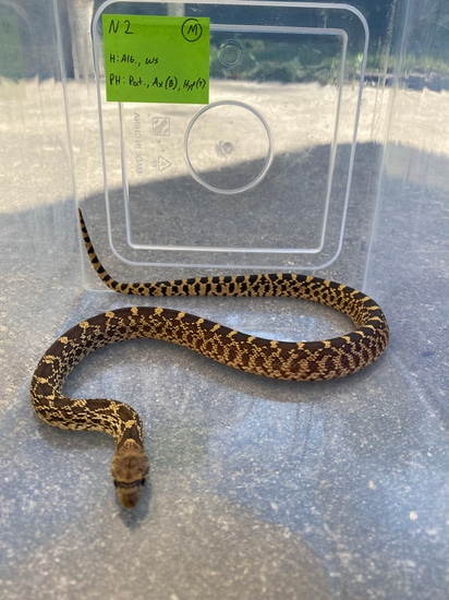 Het Albino And Whiteside. Possible Het Patternless, Axanthic (B) And ...