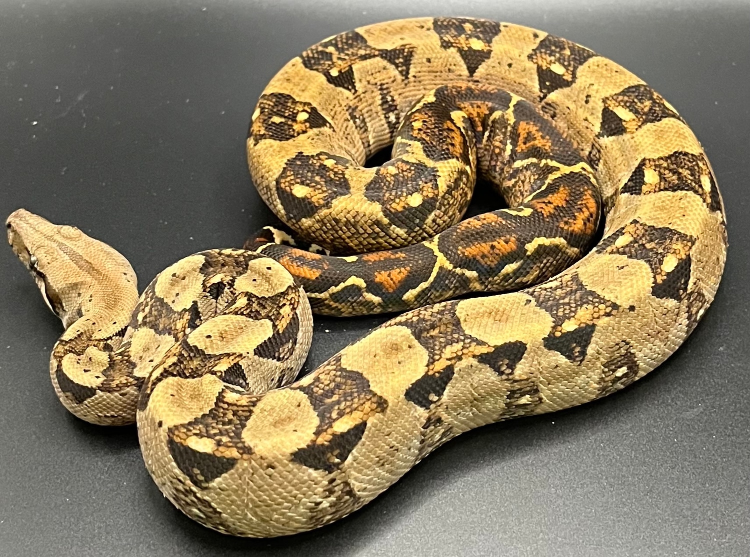 Female Nicaraguan Boa. $275 Shipped. Boa Constrictor by Squamate ...