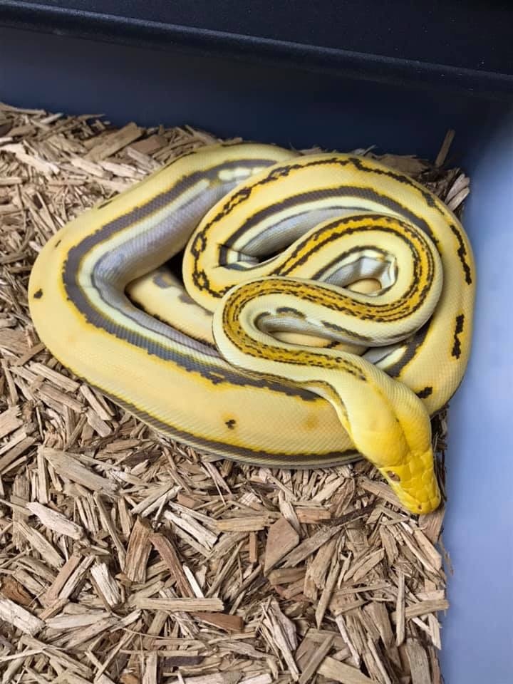 Mochino Genetic Stripe Reticulated Python by Warren Reptiles - MorphMarket