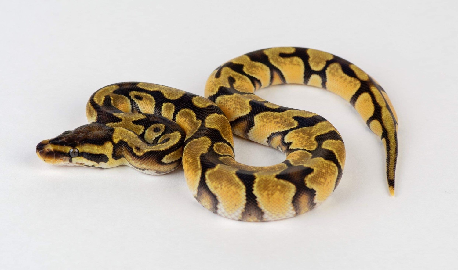 Orange Dream Enchi Ball Python by Warren Reptiles - MorphMarket