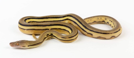 Sunfire Velvet Het Renick Ghost Reticulated Python by Warren Reptiles