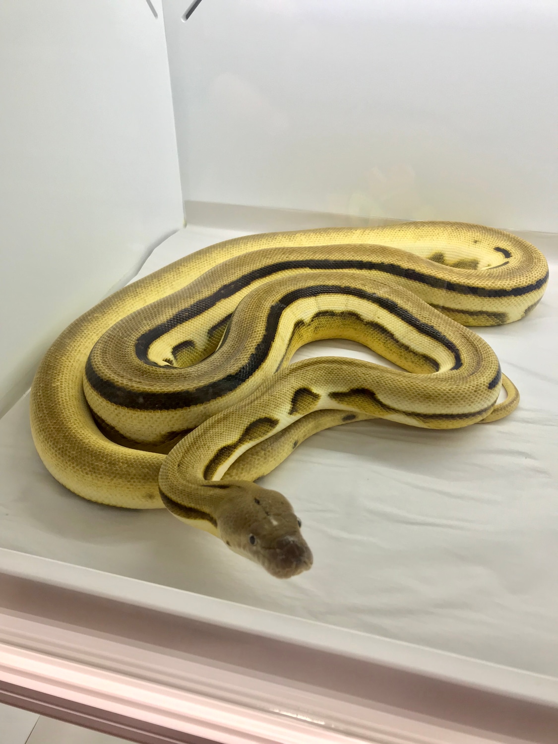 Proven Breeder SunVelvet Het Renick Ghost Reticulated Python by Warren ...