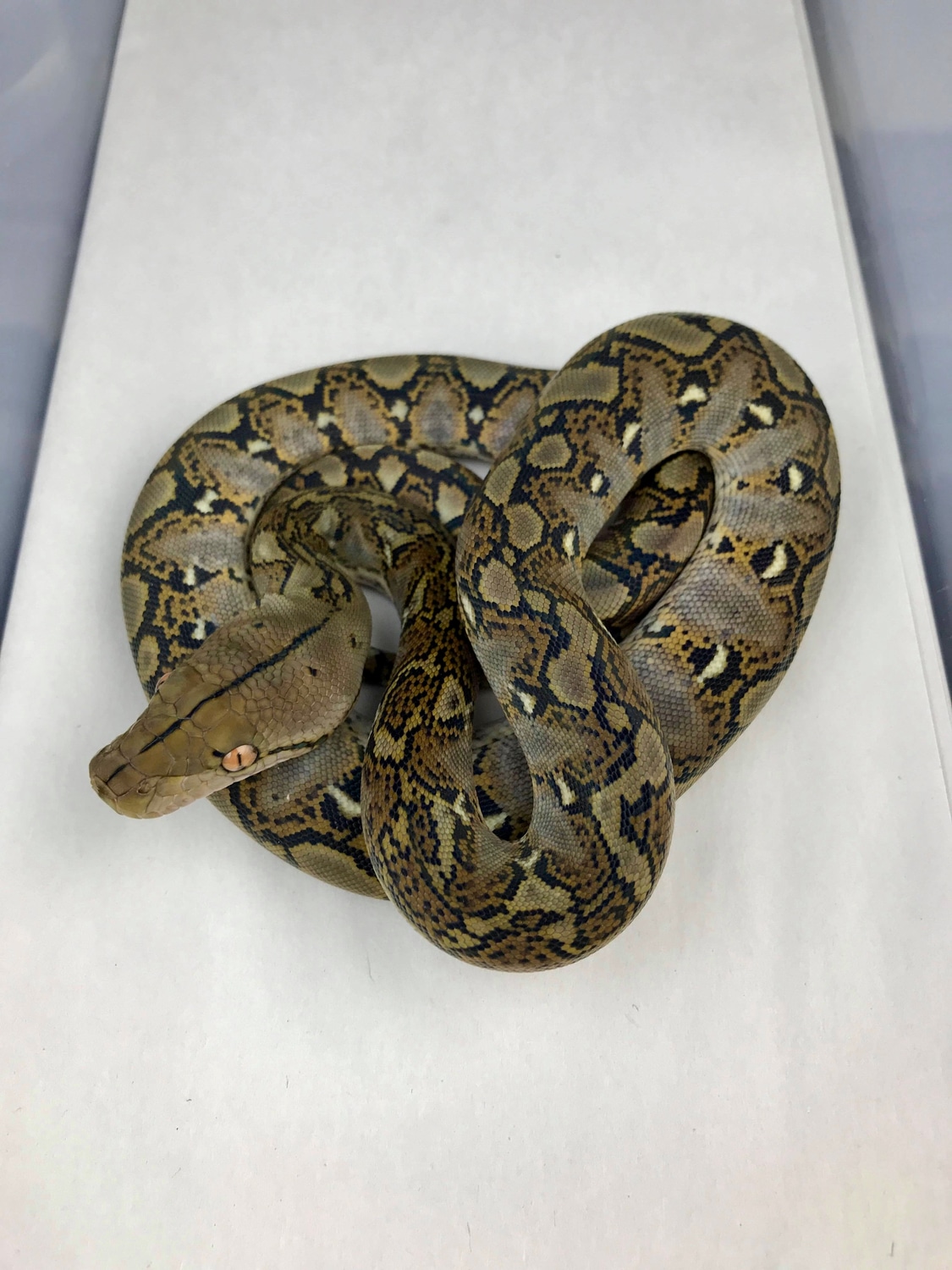 66% Poss DBL Het Renick Ghost Anthrax Reticulated Python by Warren ...