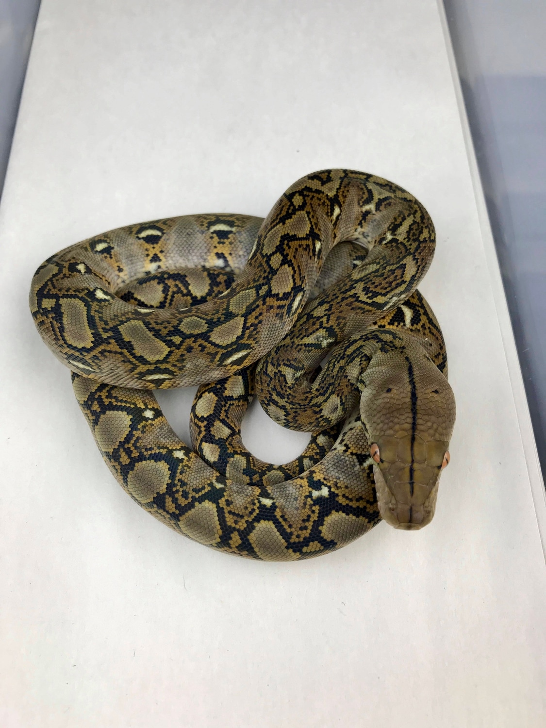 66% Poss DBL Het Renick Ghost Anthrax Reticulated Python by Warren ...