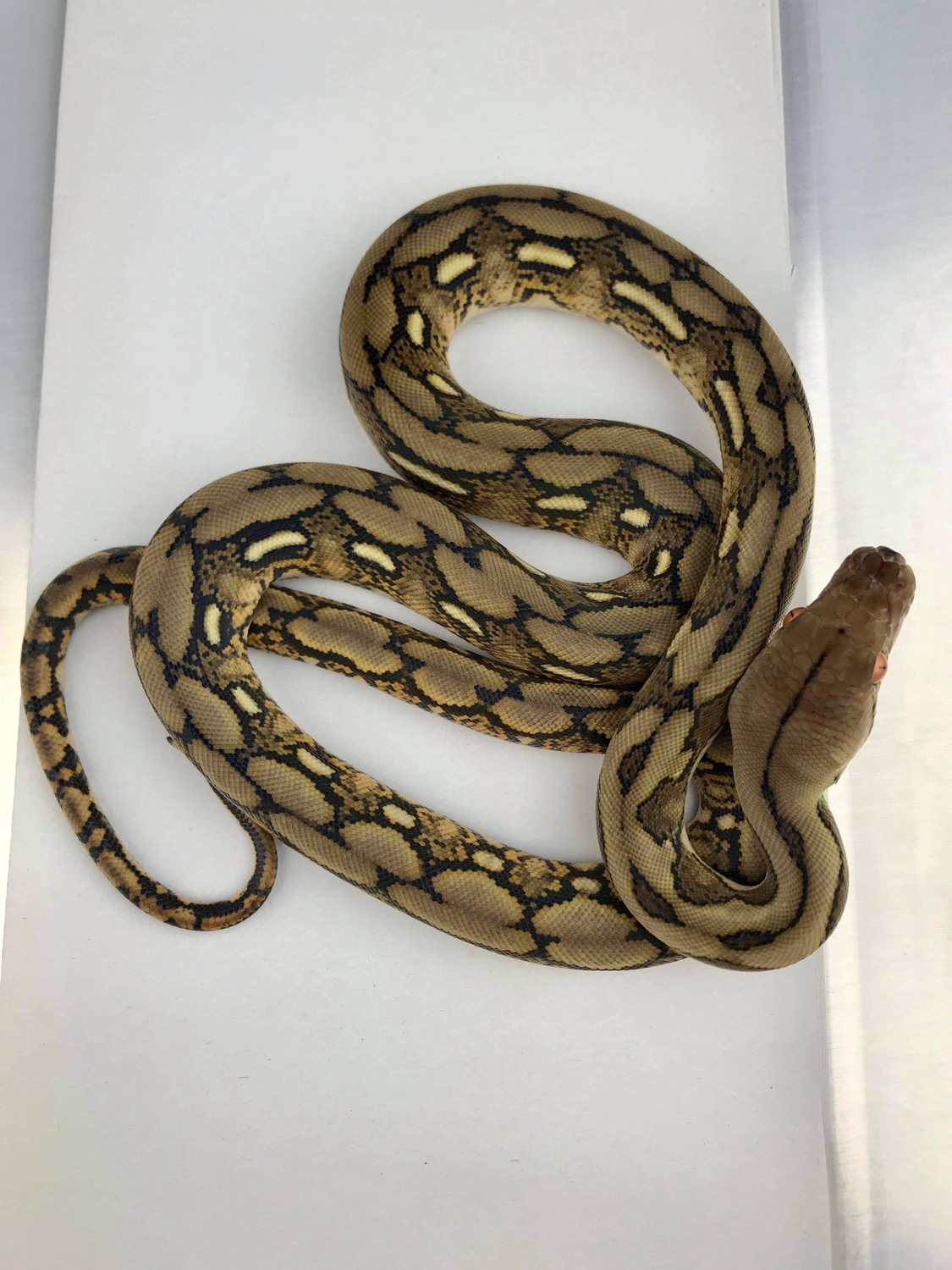 Tiger 100% Het Renick Ghost Reticulated Python by Warren Reptiles ...
