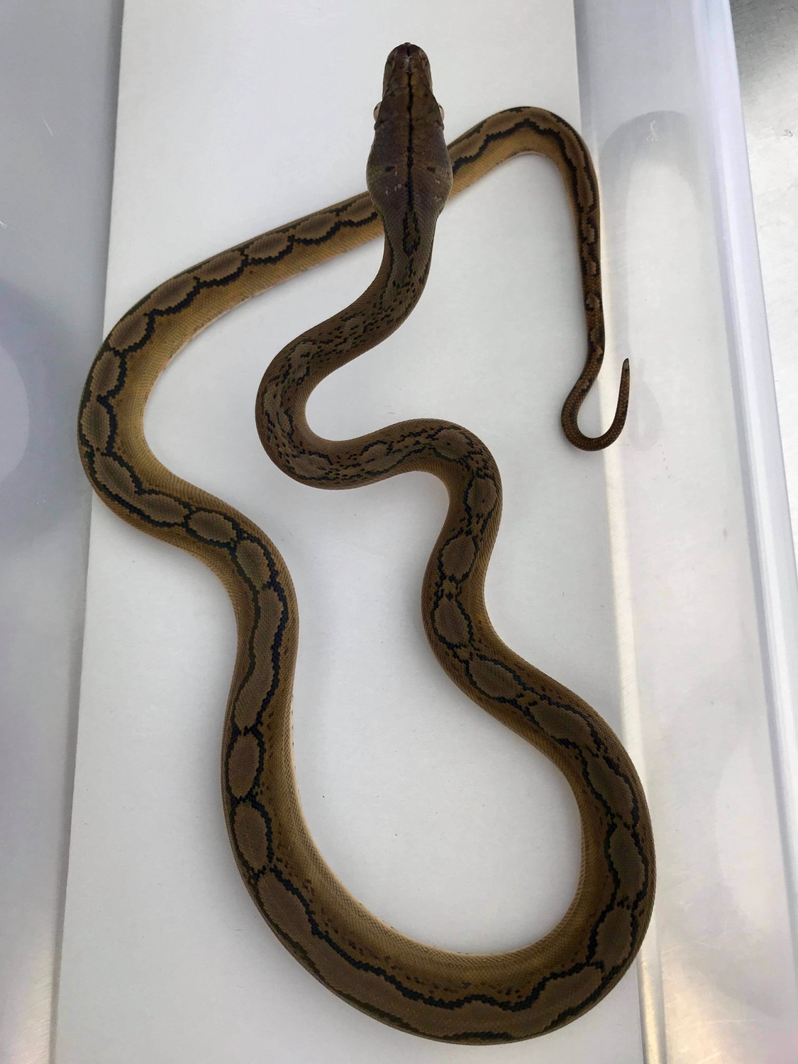 Motley Sunfire 100% Het Renick Ghost Reticulated Python by Warren ...