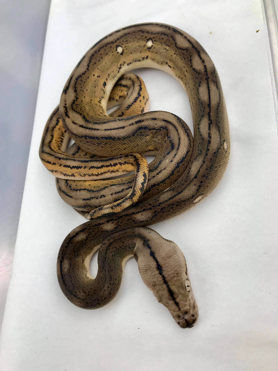 Motley Tiger 100% Het Renick Ghost Reticulated Python by Warren ...