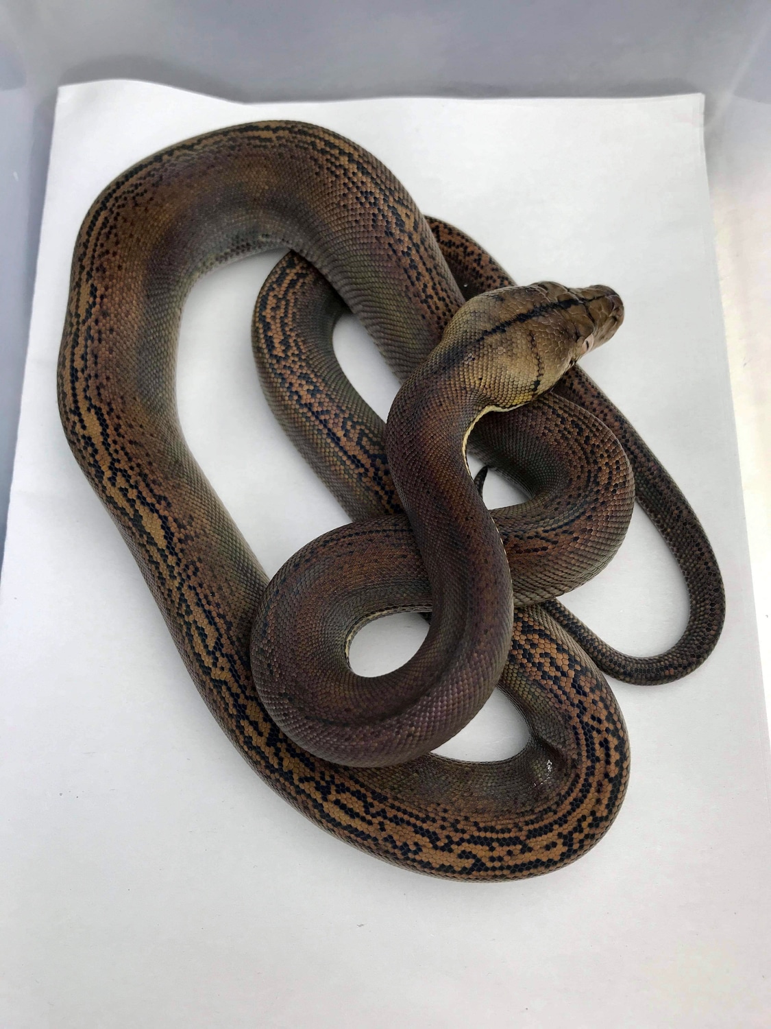 Golden Child 100% Het Renick Ghost Reticulated Python by Warren ...