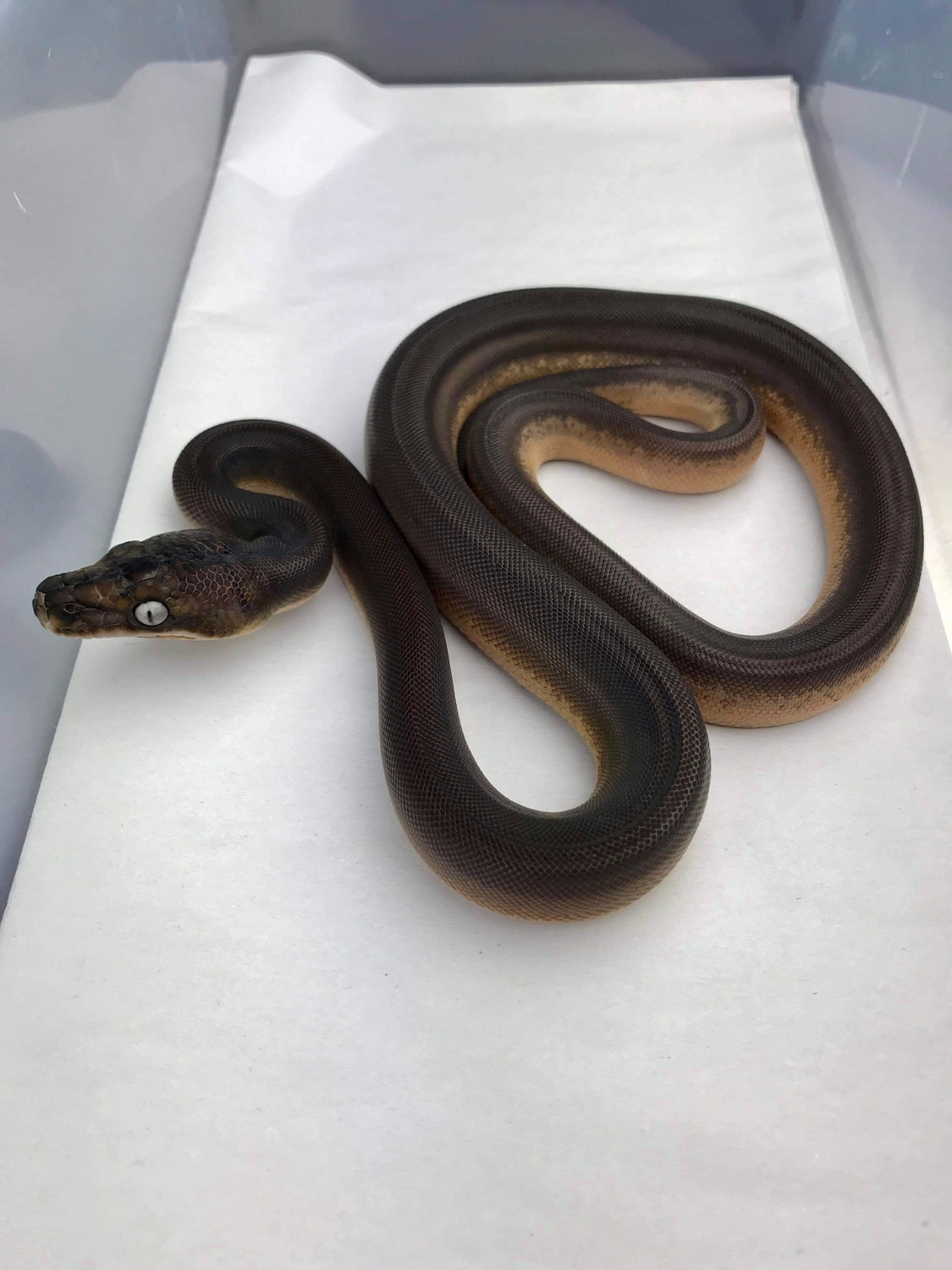 Motley GC Sun Tiger 100% Het Renick Ghost Reticulated Python by Warren ...