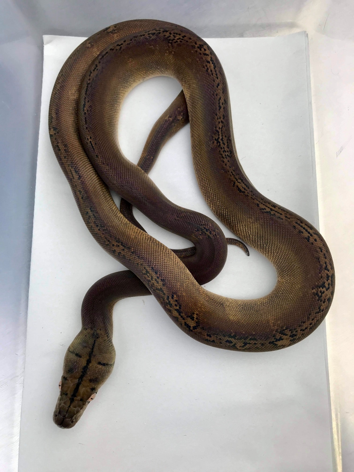 Golden Child Sunfire 100% Het Renick Ghost Reticulated Python by Warren ...