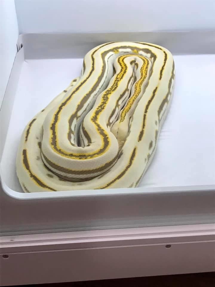 Mochino Genetic Stripe Ppss Het Anthrax Reticulated Python by Warren ...