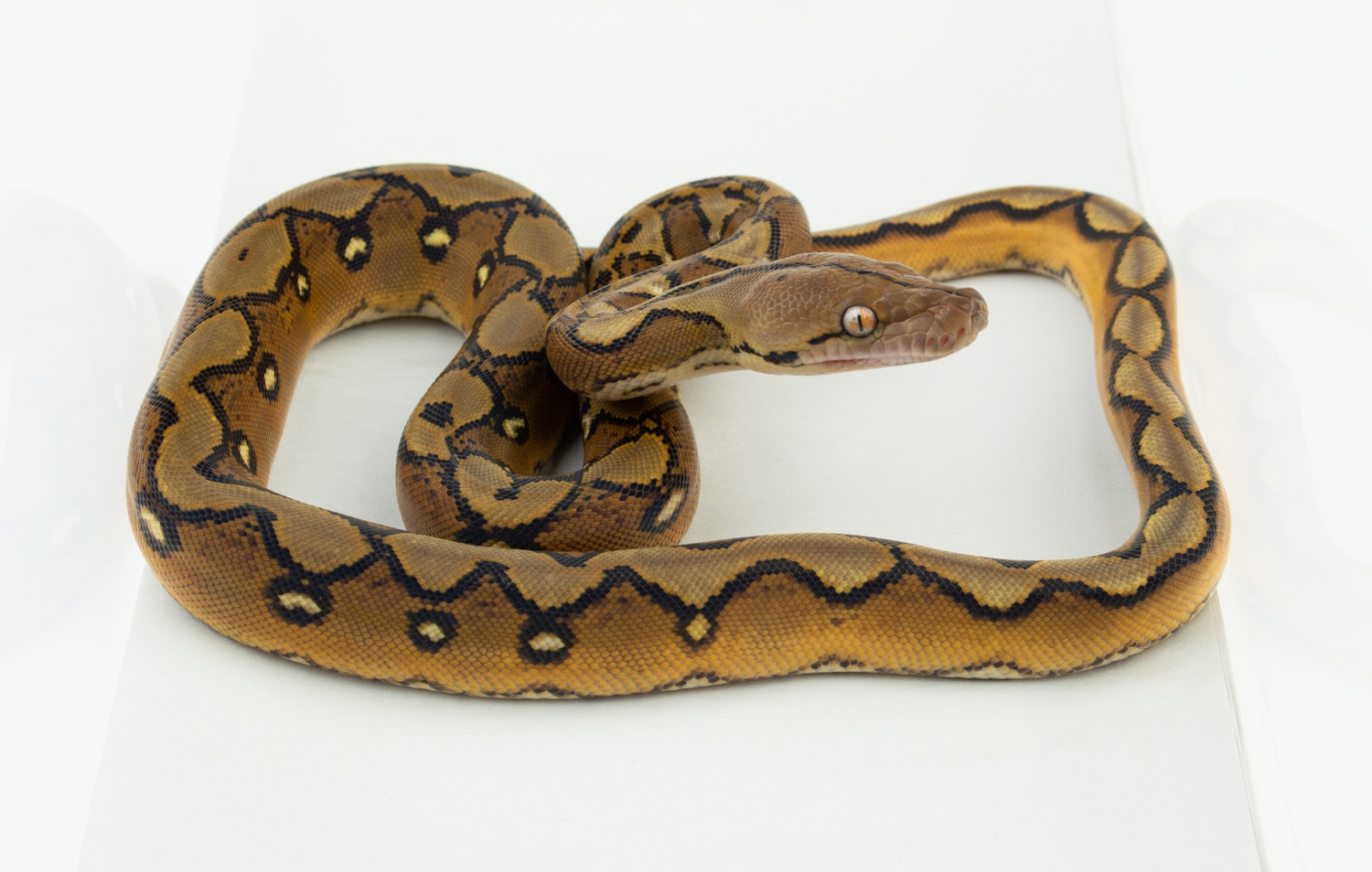 Sunfire Het Purple/Caramel Reticulated Python by Warren Reptiles ...
