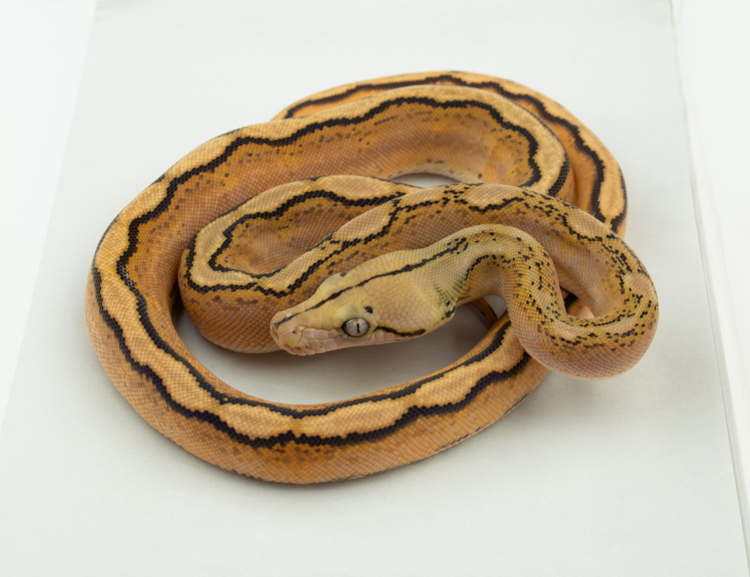 Lemon Glow Sun Motley Het Purple/Caramel Reticulated Python by Warren ...