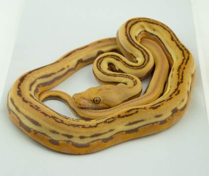 Lavender Anthrax 66% Poss Het Genetic Stripe Reticulated Python by ...