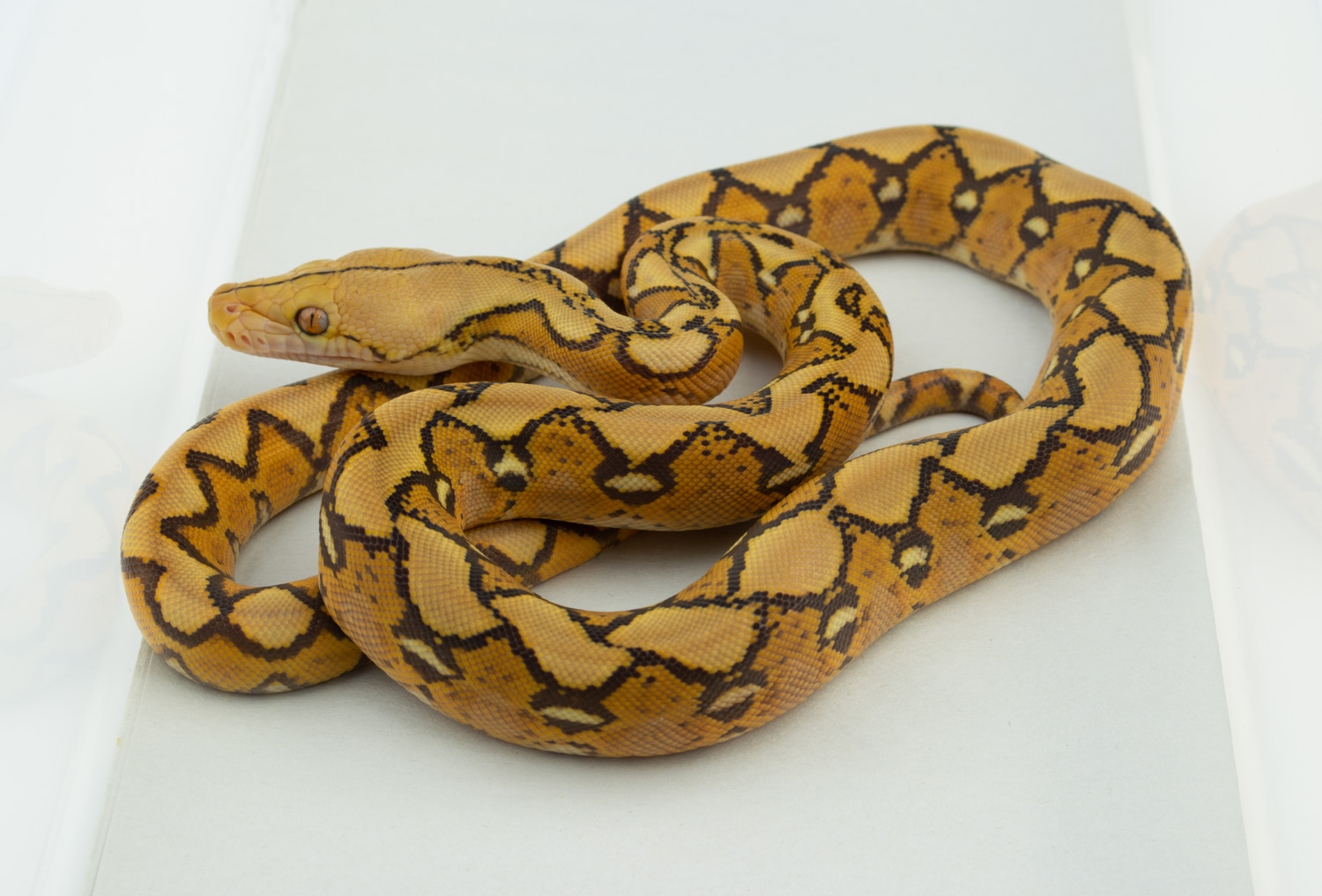 Mochino Sunfire 66% Poss Double Het Anthrax Genetic Stripe Reticulated ...