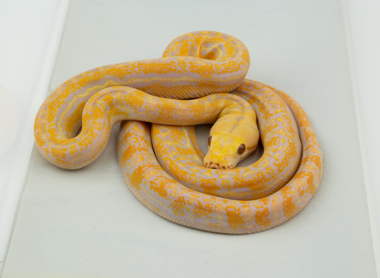 Lavender Anthrax 66% Poss Het Genetic Stripe Reticulated Python by ...