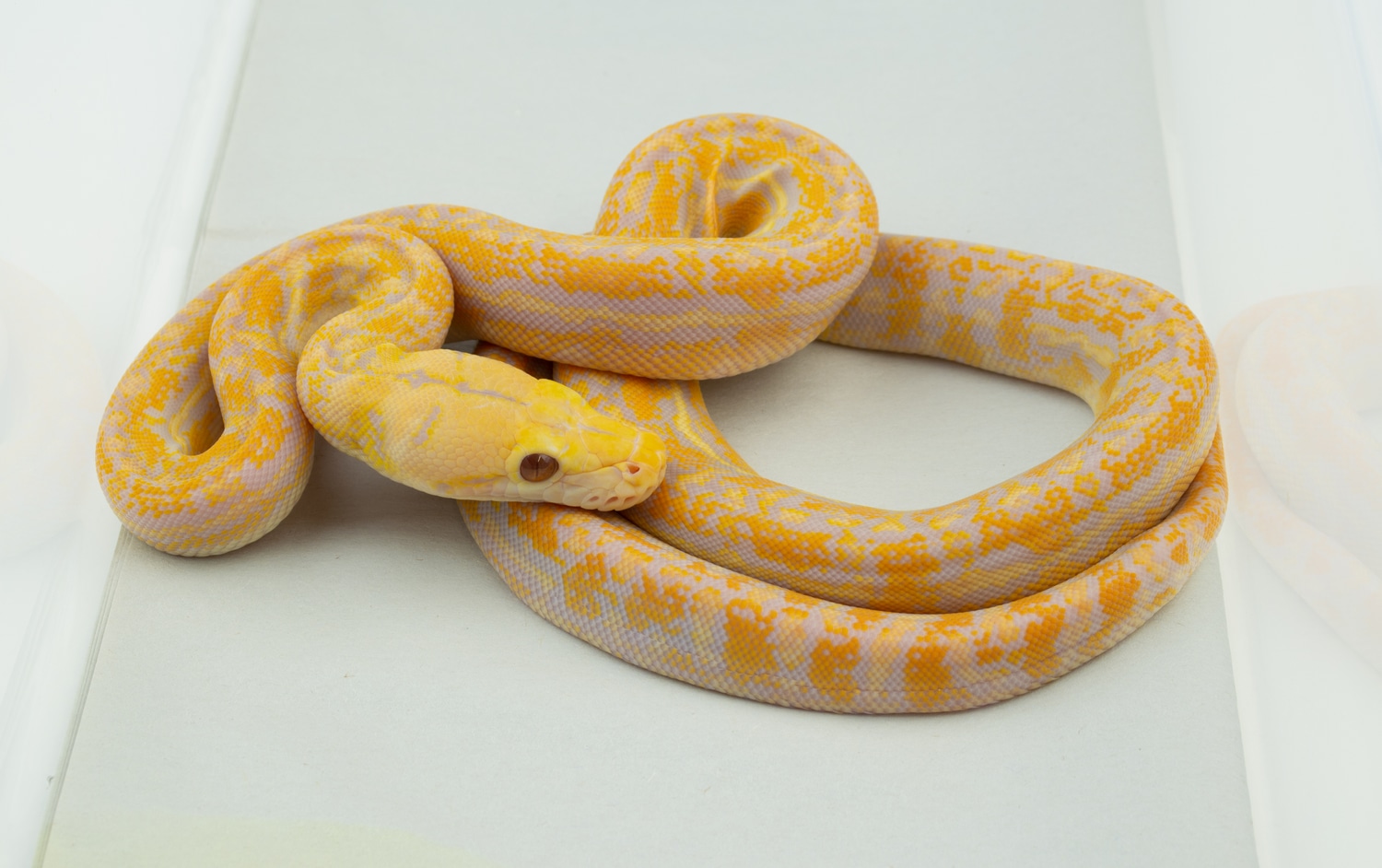 Lavender Anthrax 66% Poss Het Genetic Stripe Reticulated Python by ...