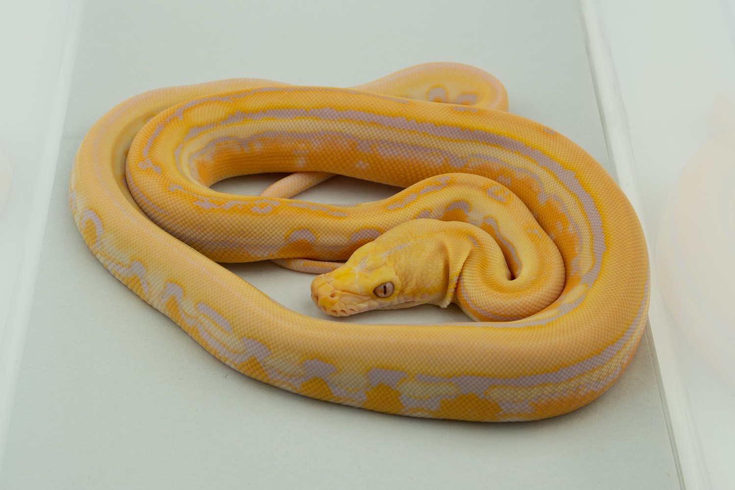 Lavender Sunfire Genetic Stripe 66% Poss Het Anthrax Reticulated Python ...
