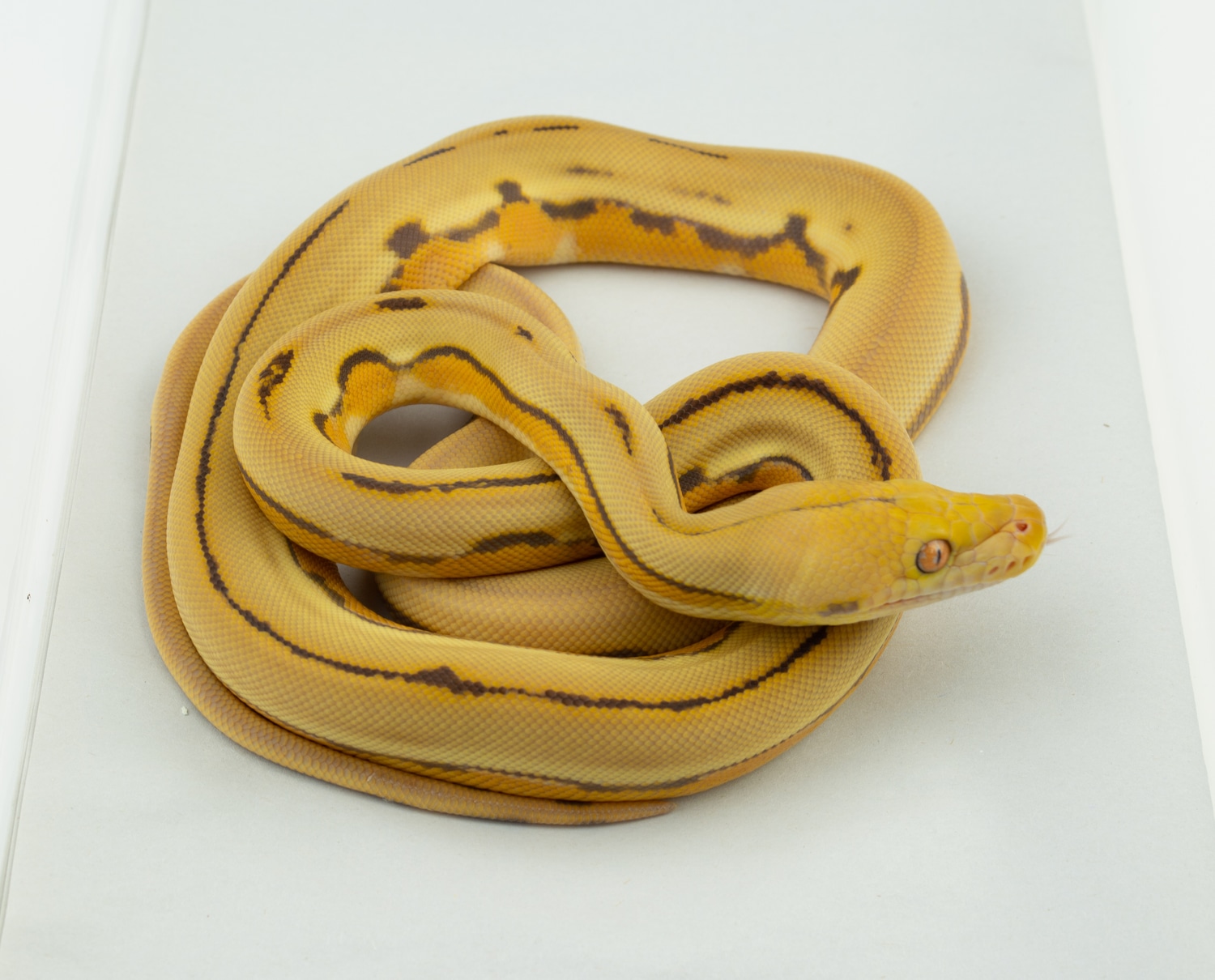 Mochino Sunfire Genetic Stripe 66% Poss Het Anthrax Reticulated Python ...
